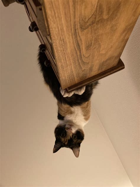 Hello R Calicokittys