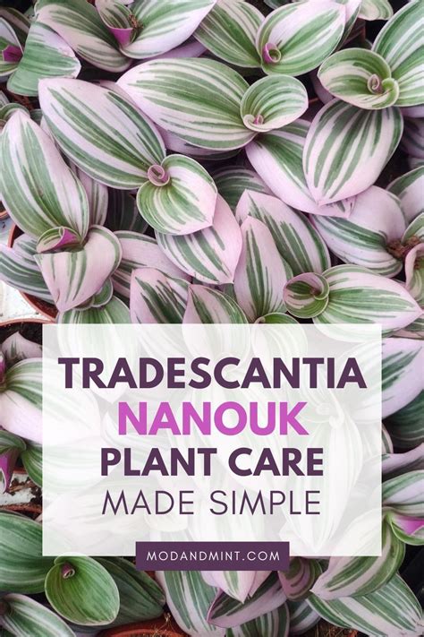 Tradescantia Nanouk Care Guide Pink Spiderwort Plant Plant Care