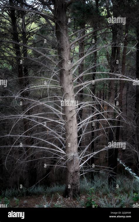 A Shot Of A Tree With Lots Of Branches Without Leaves In Park Stock Photo Alamy