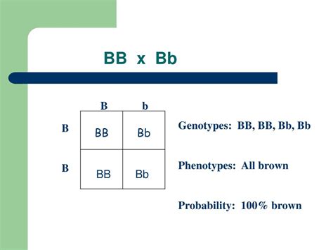 Ppt Punnett Squares Powerpoint Presentation Free Download Id3965650