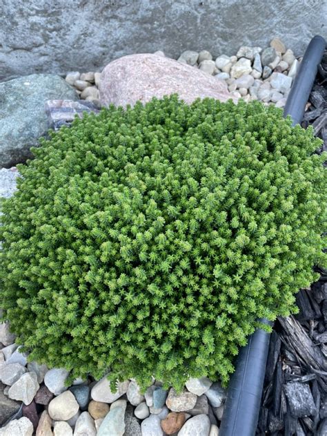 Sexangulare Stonecrop Sedum Plant For Your Garden
