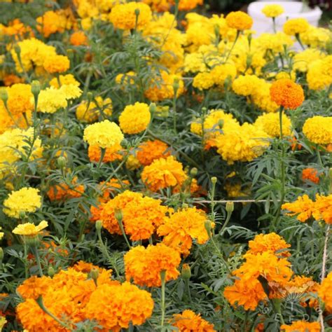 How To Grow French Marigold Vital Seeds