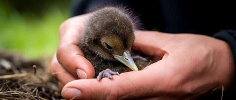 Premium Ai Image Aby Kiwi Bird Being Nursed In Avian Nursery In