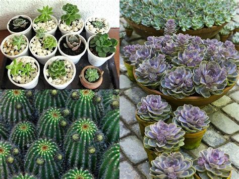 Se State Cercando Specie Di Piante Semplici Da Coltivare Ma Anche Da Riprodurre Per Creare Un