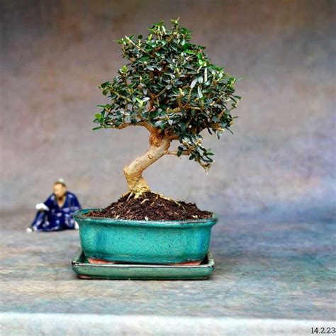 Bonsai kaufen online, Zimmerbonsai, Bonsaischalen, Bonsai