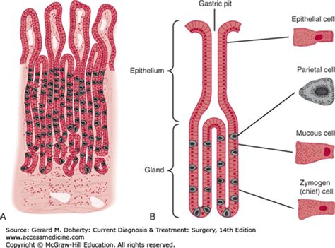 Stomach Duodenum Basicmedical Key