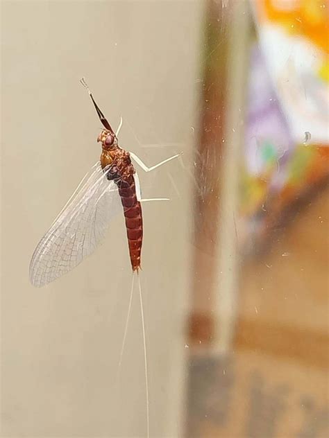 Delicate Brian H Rutledge