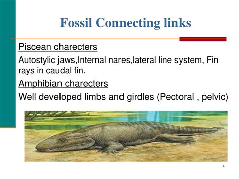 Ppt Connecting Links And Its Evolutionary Significance Powerpoint Presentation Id 9479341