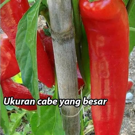 Benih Cabe Jalapeno Nwa Aneka