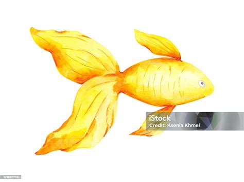 금붕어 클립 아트 금 금속에 대한 스톡 벡터 아트 및 기타 이미지 금 금속 금붕어 금색 Istock