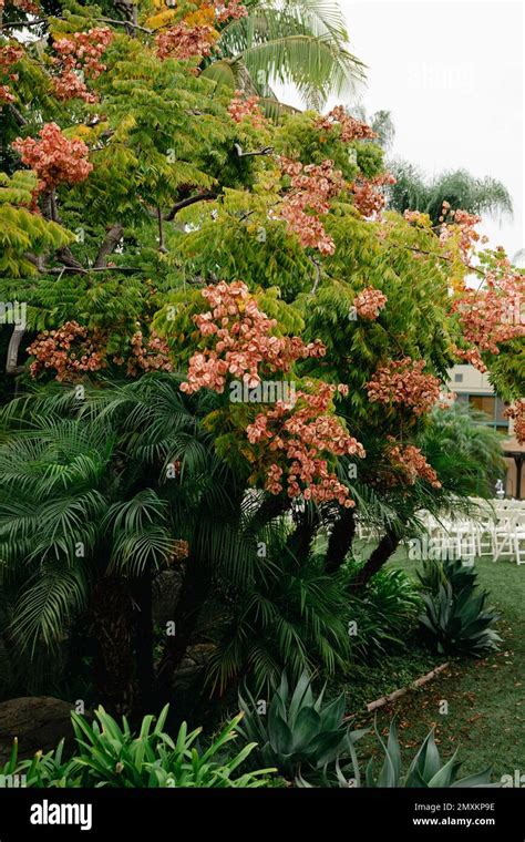 Chinese Flame Tree