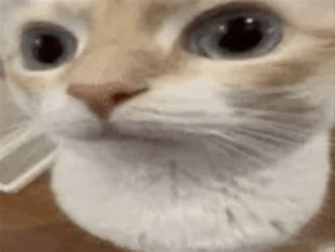 Cat Meme Cat Meme Face Meme Cat Meme Cat Meme Face Cat Discover