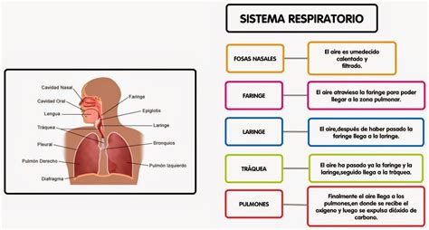 Mapa Conceptual Sobre El Sistema Respiratorio Naturaleshoy Images
