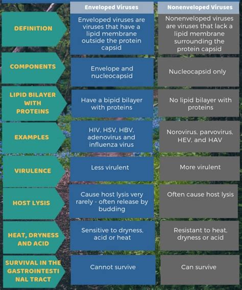 Solved 1 A Compare And Contrast Enveloped And Non Enveloped Viruses Course Hero