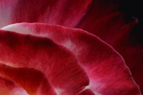 Macro Flower Photography 18 Ideas Tips And Challenges