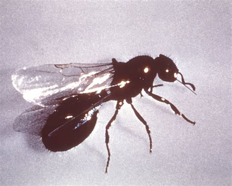 Public Domain Picture This Image Depicts A Lateral View Of An