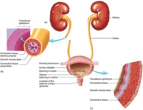 Trigone Bladder Epithelium Trigone Bladder Epithelium