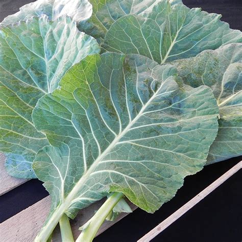 Collard Top Bunch 20 F1 Untreated Seeds Osborne Hybrid Farm Seed