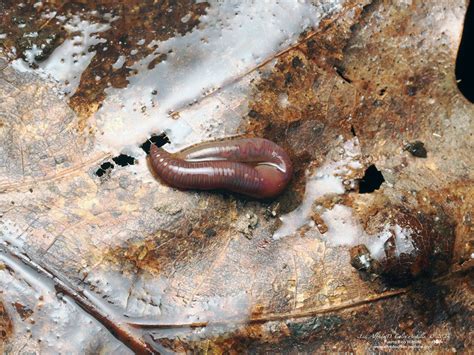 Minnesota Seasons Common Earthworm