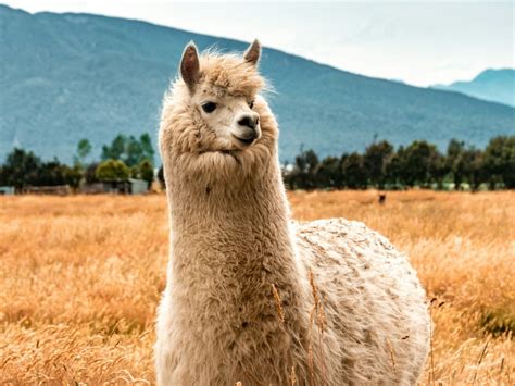 Stack Overflow Developers Strongly Prefer Open Source Ai