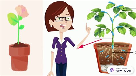 მცენარე და მისი ნაწილები Youtube