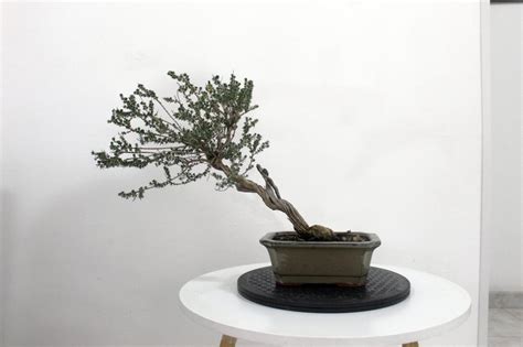 rosemary height tree 30 cm depth tree 35 cm italy catawiki