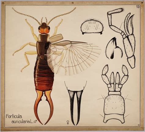 Dermaptera Insect Wall Scientific Illustration Illustration