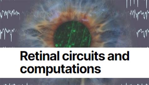 Bionic Research Groups Retinal Circuits And Computations