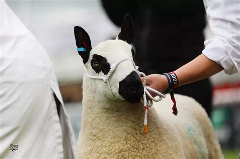 Livestock Breeds To Star In Their Own Classes At Devon County Show