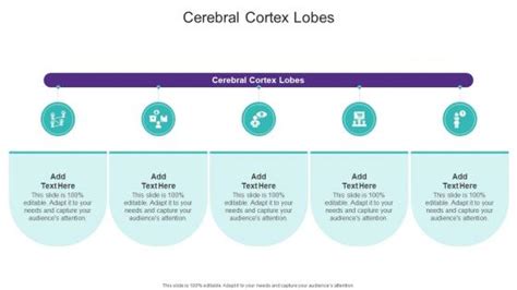 Cerebral Cortex Lobes Powerpoint Templates Slides And Graphics