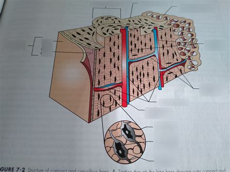 Skeletal System Compact Bone Diagram Quizlet