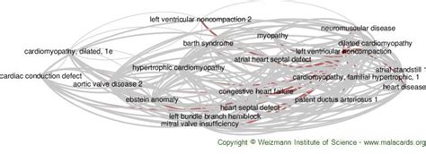 Left Ventricular Noncompaction Disease Malacards Research Articles