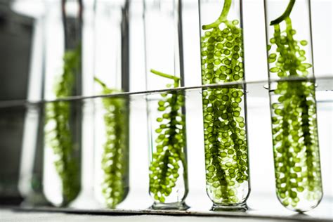 Marine Algae And Its Potential Uses Marine Conservation Club