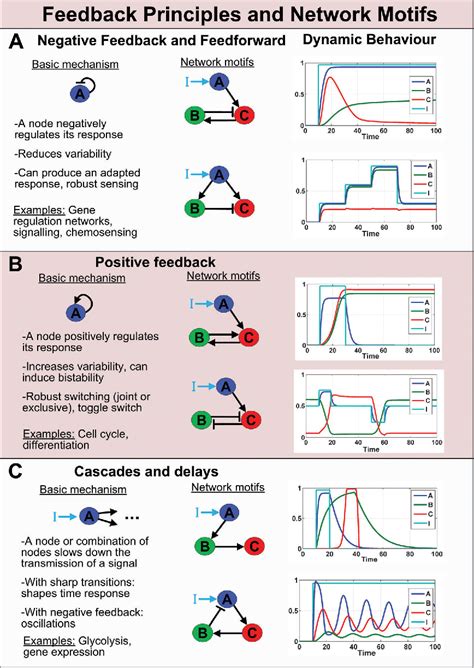 Figure 2 From Dynamic Modeling And Analysis Of Cancer Cellular Network Motifs Semantic Scholar