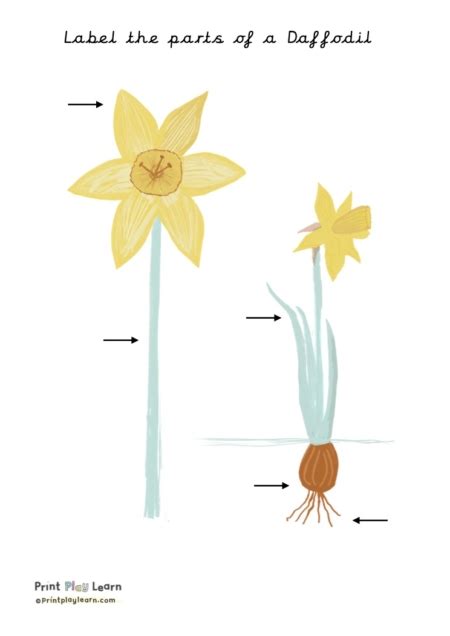 Parts Of A Daffodil Poster Montessori Font Printable Teaching