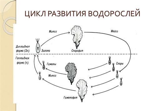 Циклы развития растений Online Presentation
