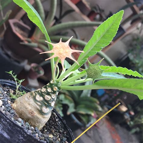 Dorstenia Planting Succulents Cacti And Succulents Succulents
