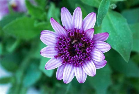 Nama Nama Bunga Dari Huruf A Sampai Z Solahart Handal