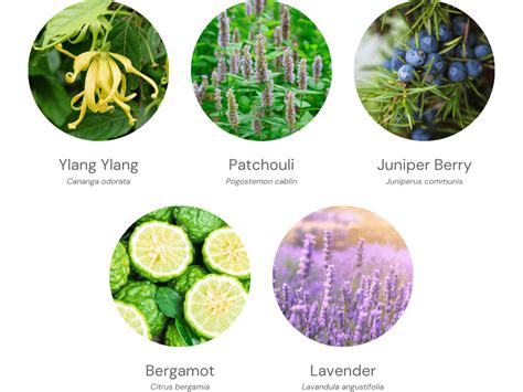 De Stress Blend Grassroots Essentials