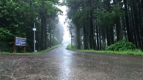 Morning Rain Playlist 🌦️ Fresh Droplets For Coffee Time And Positive
