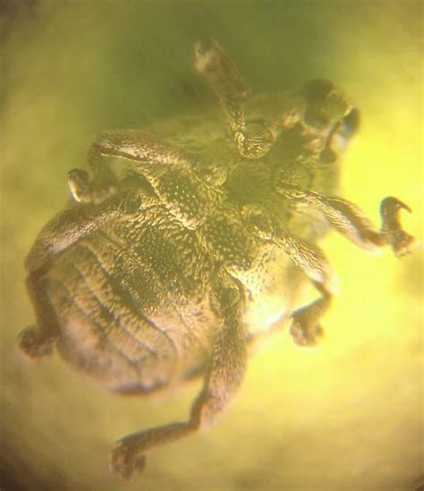 Small Round Weevil Acanthoscelidius Acephalus Bugguide Net