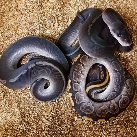 Black Razor And Super Razor Ball Pythons