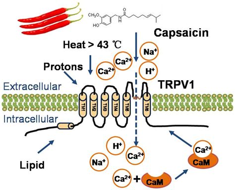 Dietary Capsaicin Protects Cardiometabolic Organs From Dysfunction