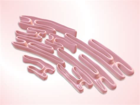 Free 3d Model Smooth Endoplasmic Reticulum Turbosquid 2265628