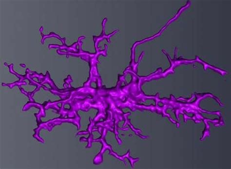 Synaptic Pruning News Research Articles