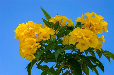 Tecoma Stans Bignoniaceae Yellow Flowers In The City Of Hurghada On