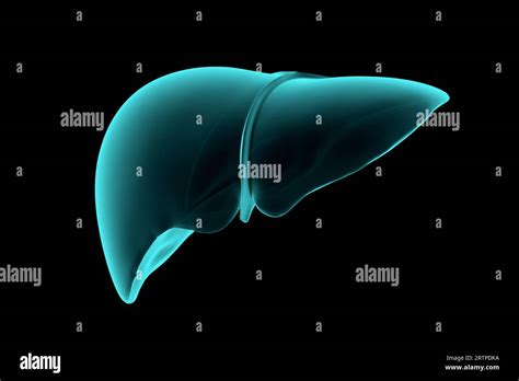 3d Illustration Of Human Liver Realistic X Ray Simulation Isolated On