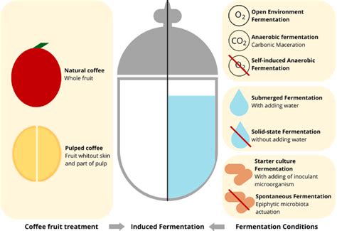 Conduction Possibilities Of Coffee Fermentation Processes Regarding To