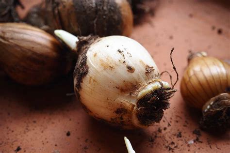 Bulb Corm Rhizome Or Tuber What39s The Difference Garden Bulb Types