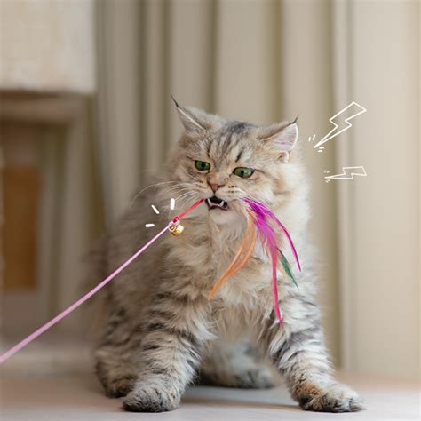 Perro O Gato Jugando Con Algún Juguete Casero Consejos Para Mascotas